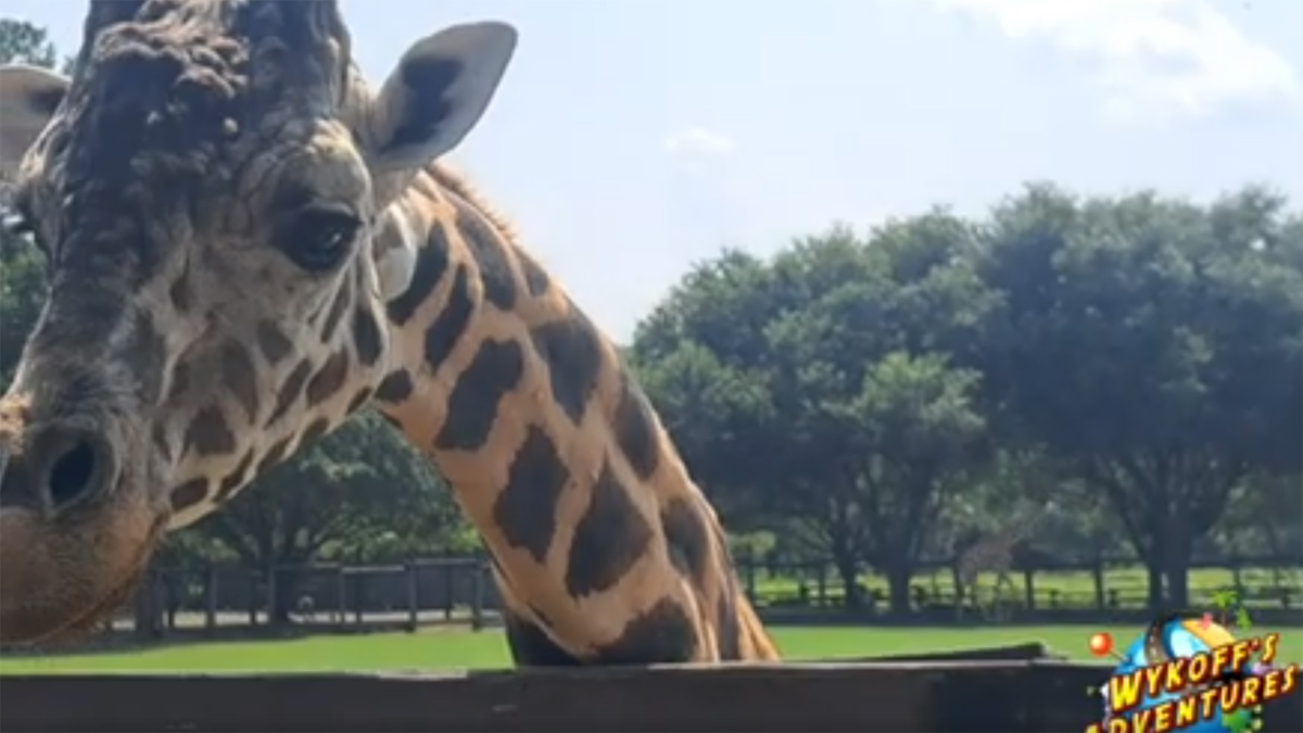 Animals at Wild Adventures Theme Park - Wykoffs Adventures